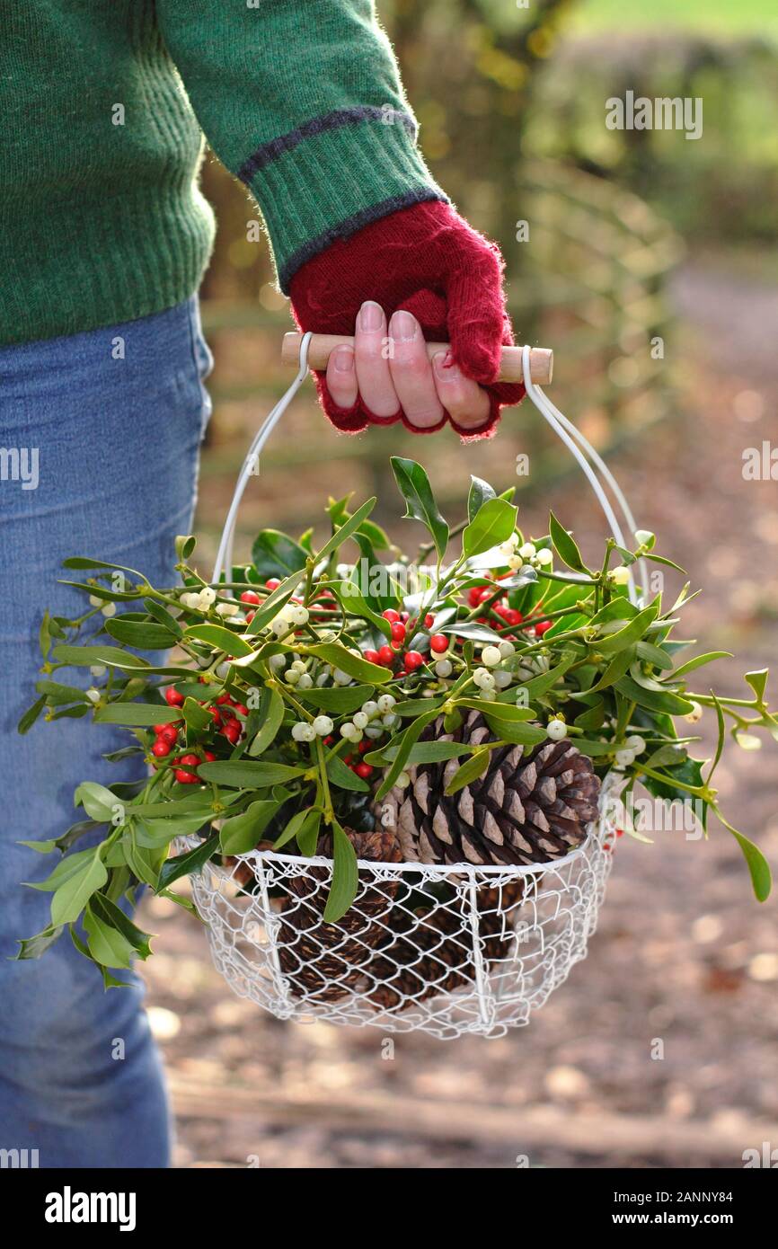 Collecting cones hi-res stock photography and images - Alamy