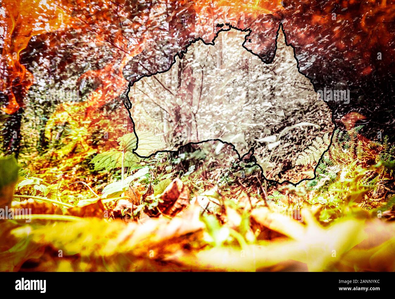 Queensland flame tree hi-res stock photography and images - Alamy