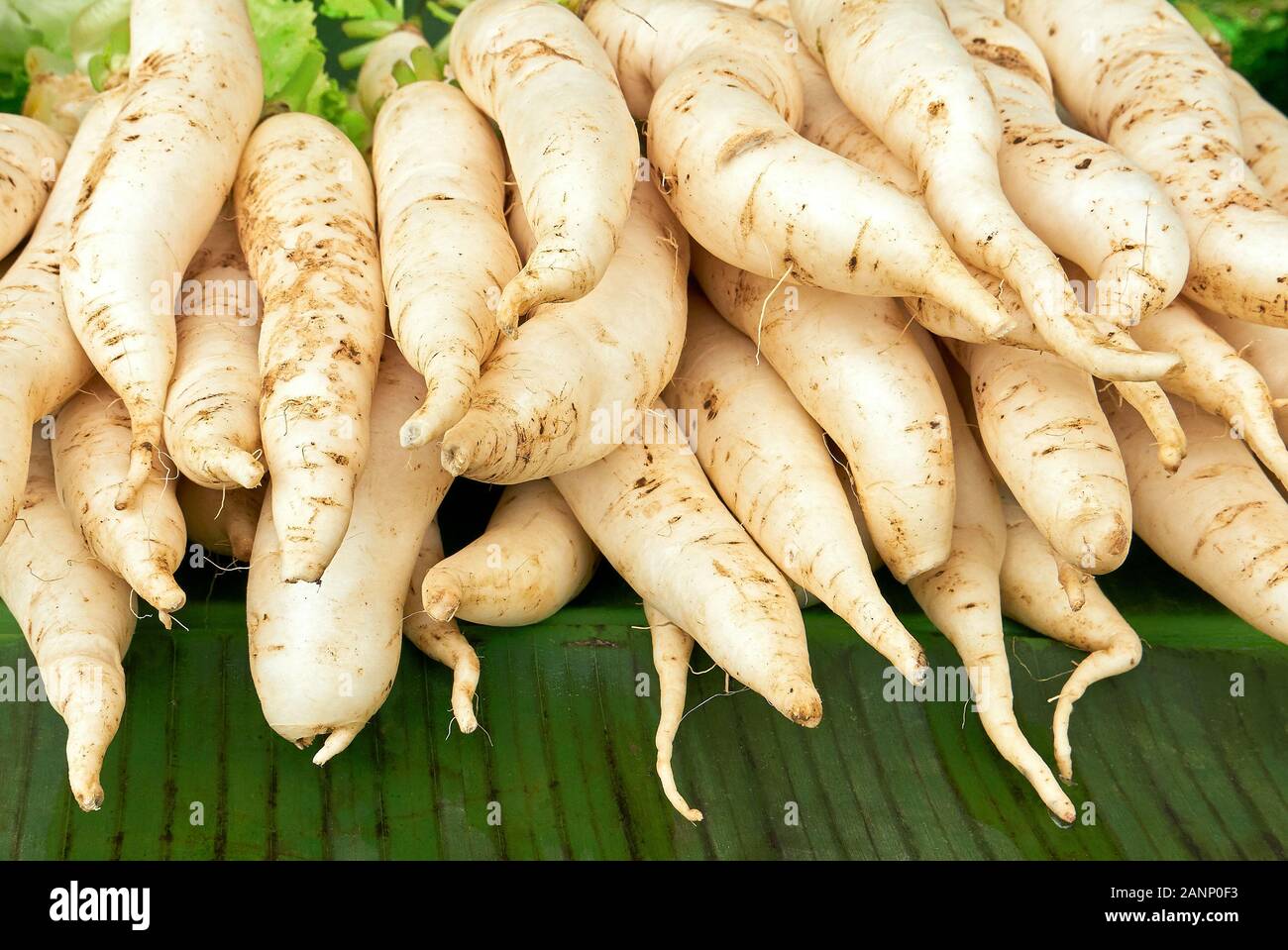 Close-up of a heap of freshly harvested white long radishes laying on ...