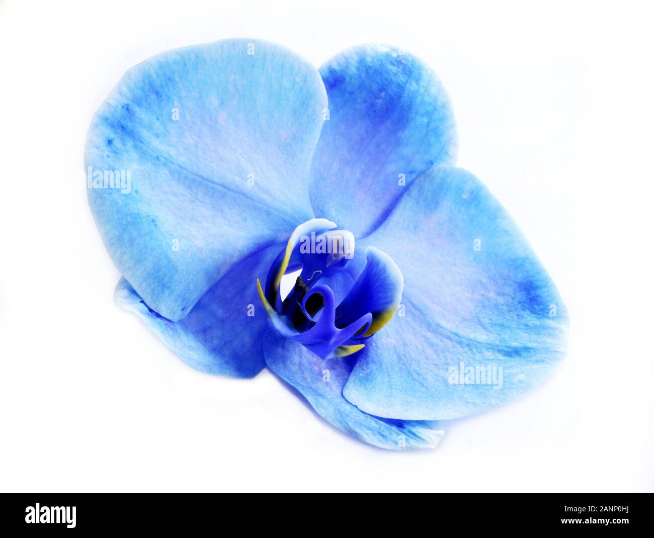 Closeup on blue orchid flower on white background Stock Photo - Alamy