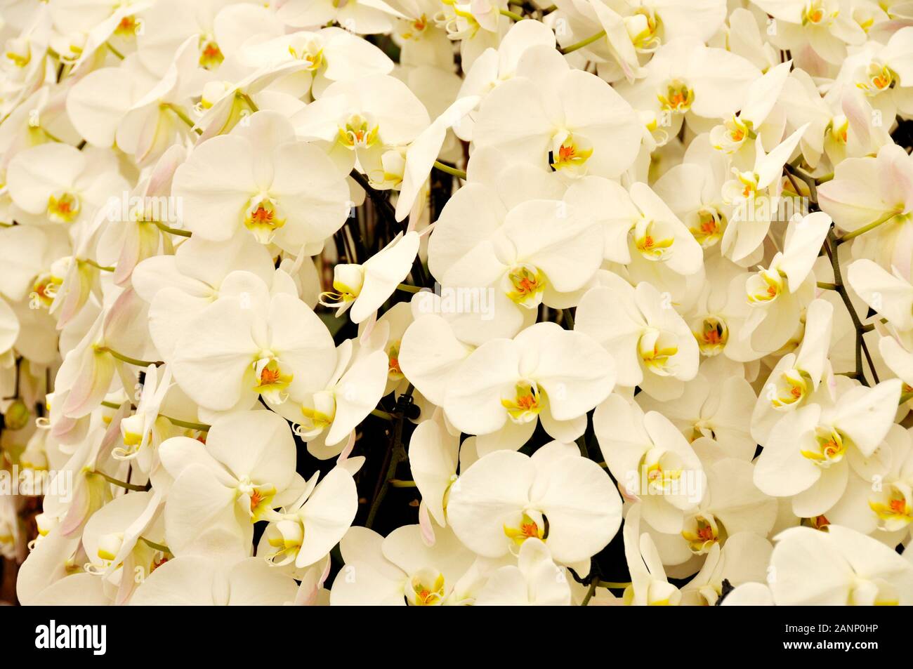 Group of flowers hi-res stock photography and images - Alamy