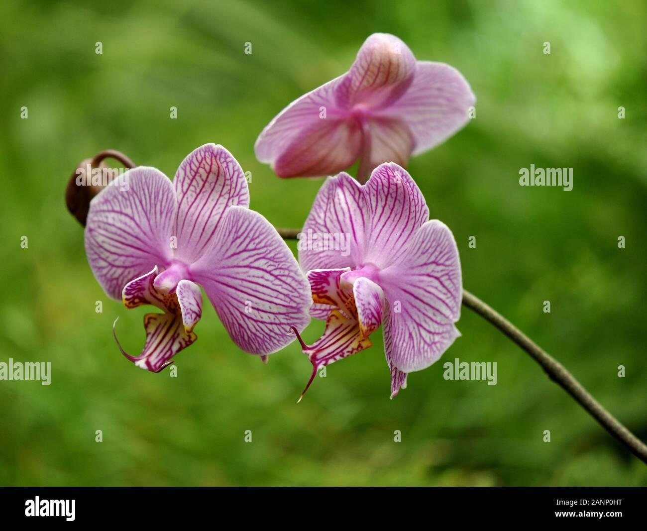 Green orchid flowers bouquet hi-res stock photography and images - Alamy