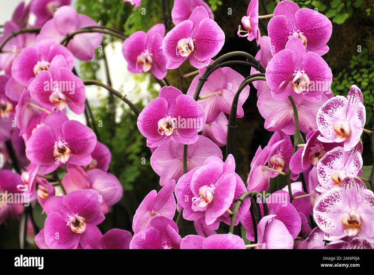 Big orchids hi-res stock photography and images - Alamy