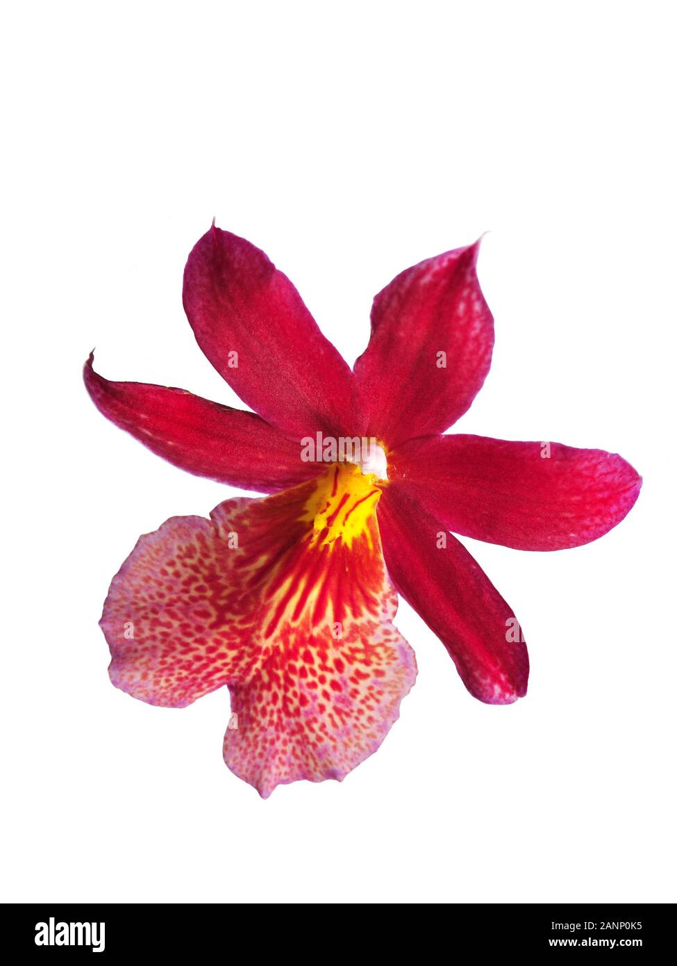 Single bloom one flower hi-res stock photography and images - Alamy