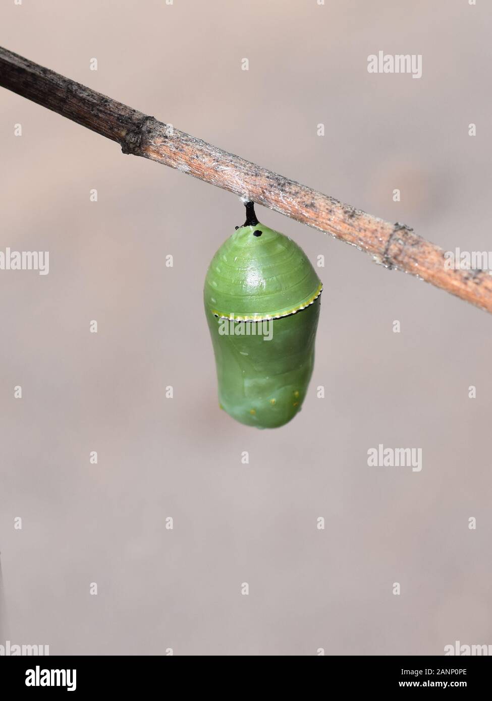 Monarch pupae stages hi-res stock photography and images - Alamy