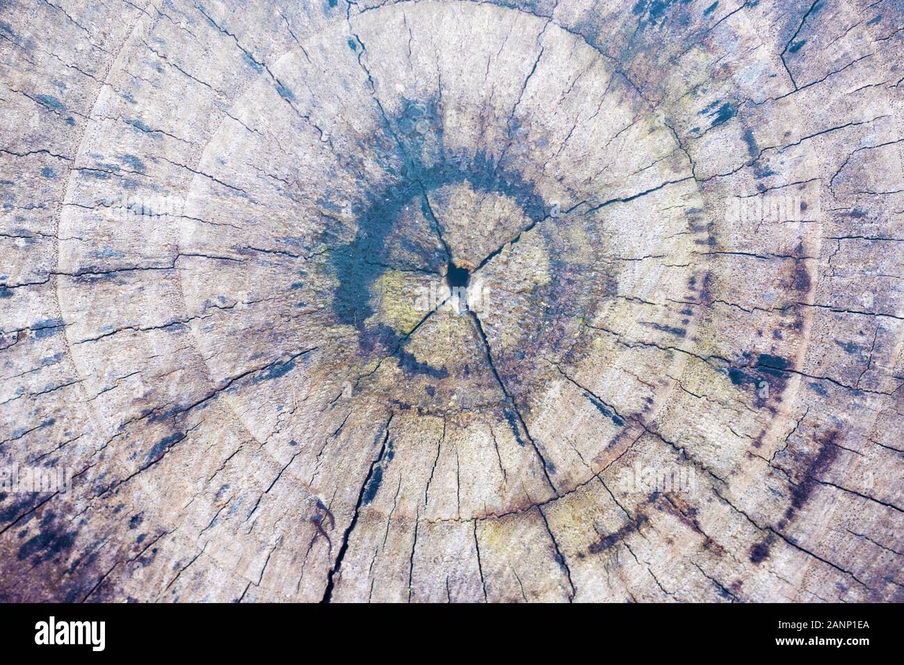 selective focus of a round cut wood for texture and background Stock ...