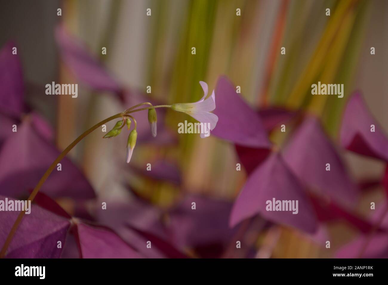 oxalis triangularis pink flowers in focus in front of defocused ...