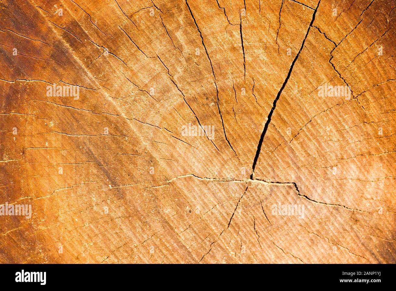 selective focus of a round cut wood for texture and background Stock ...
