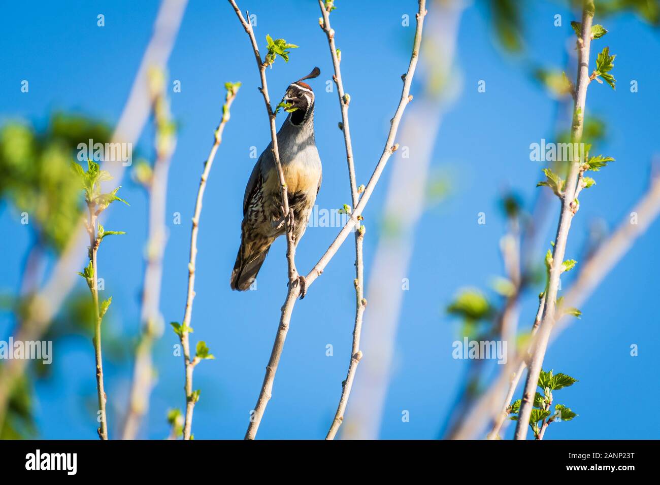 Gambels quail male perched hi-res stock photography and images - Alamy