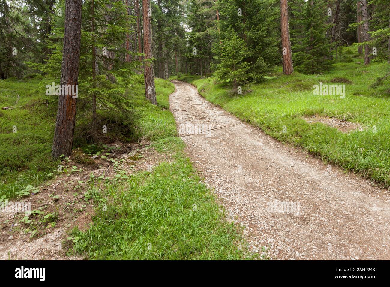 A single mountain path splits in two different directions Stock Photo ...