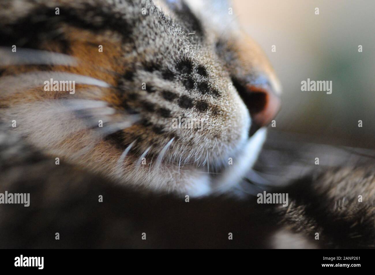 my beautiful Bengal cats Stock Photo - Alamy