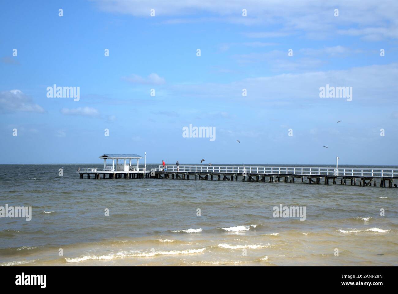 Bokeelia florida hi-res stock photography and images - Alamy