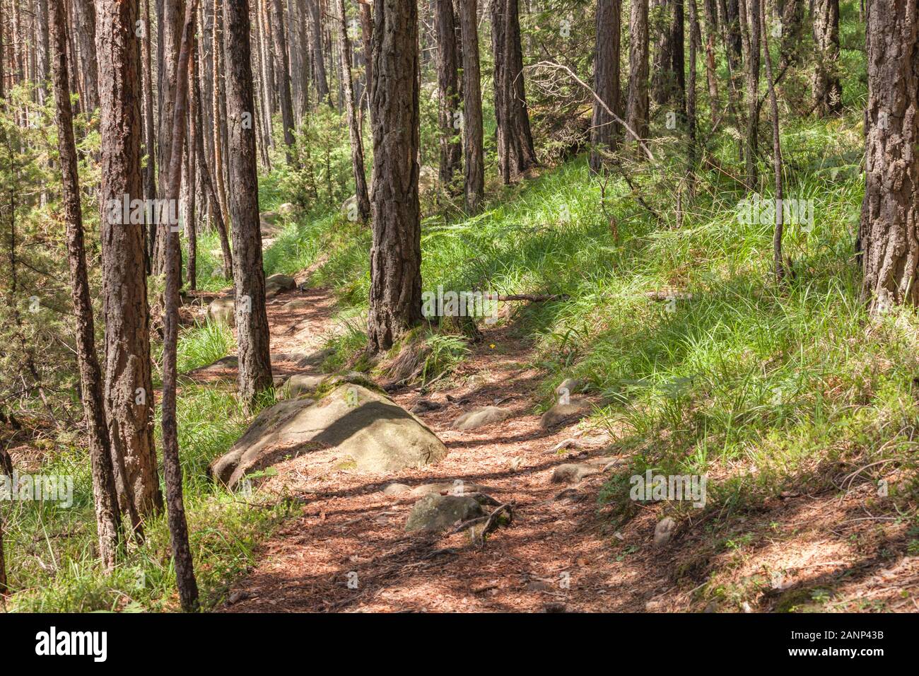 Inside a typical forest of the Italian Alps long a mountain path Stock ...