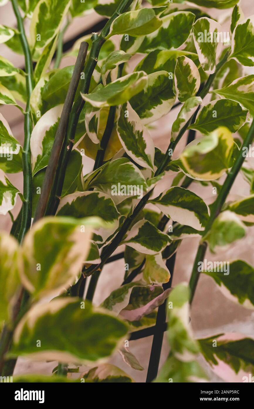 Pedilanthus hi-res stock photography and images - Alamy