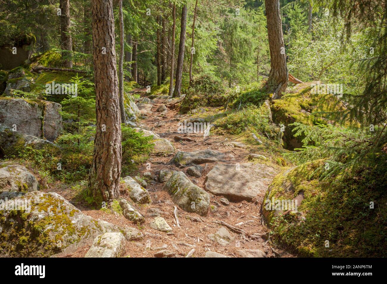Inside a typical forest of the Italian Alps long a mountain path Stock ...