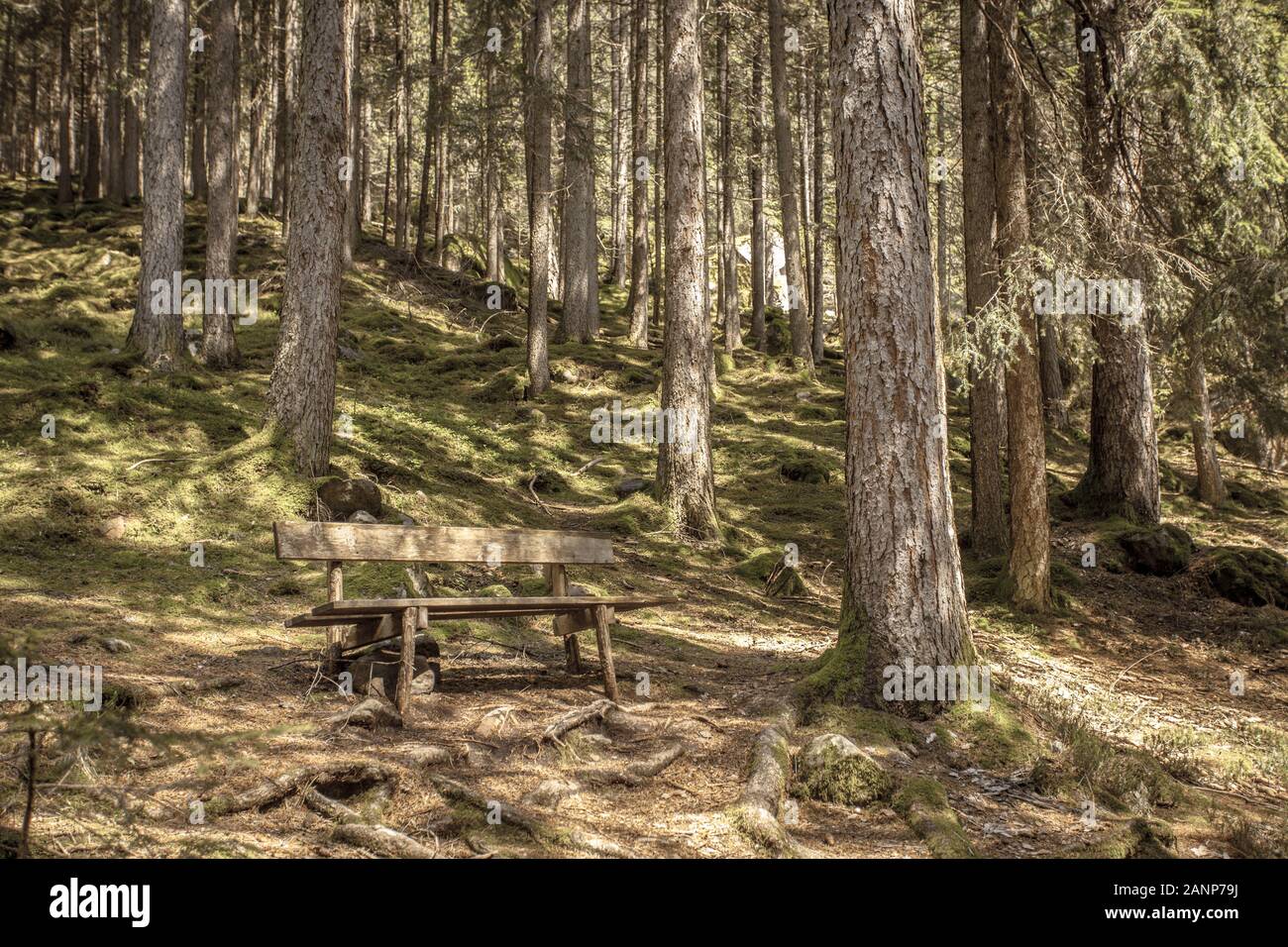 Inside a typical forest of the Italian Alps long a mountain path Stock ...