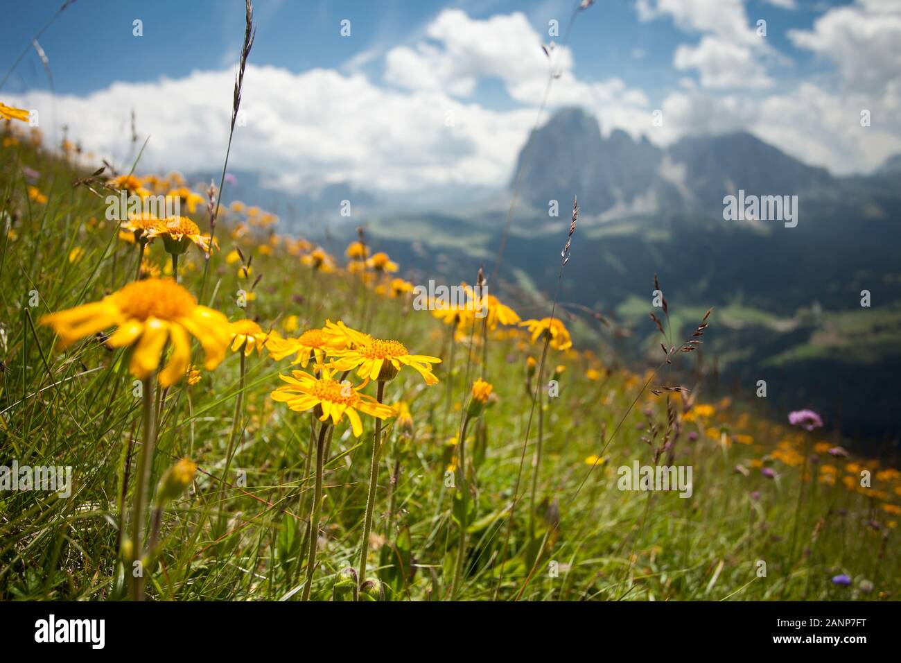 Yellow mountain flower from a green pasture of the Italian Dolomites ...