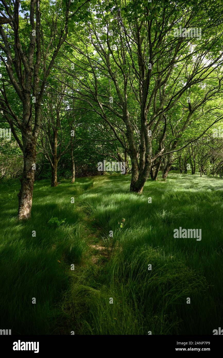 Walkway Through Tall Grass in Grove of Trees in Smoky mountains Stock ...