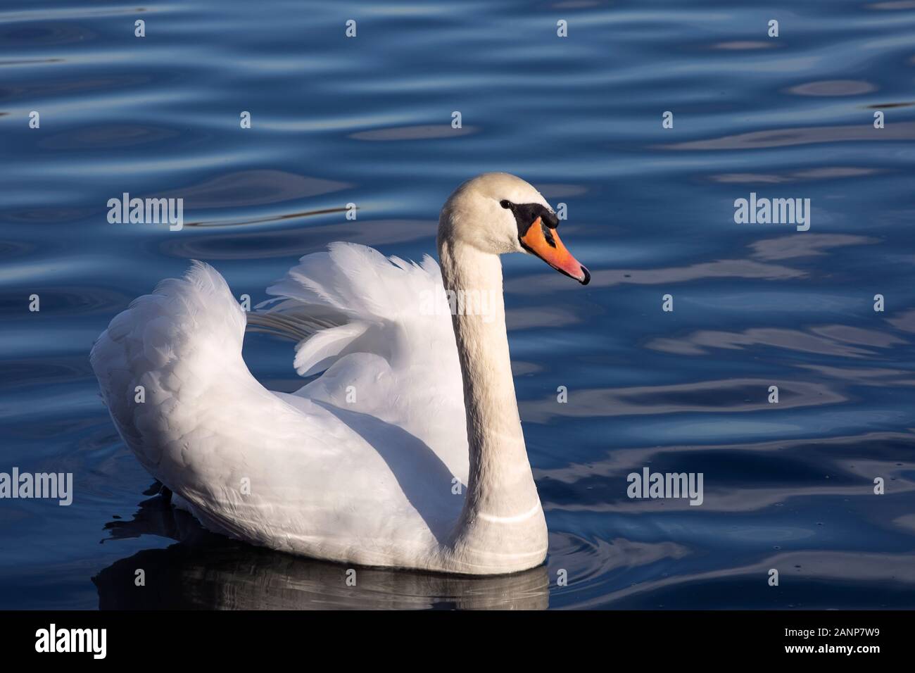 Beautiful white mute swan floating in rippling water. Majestic ...