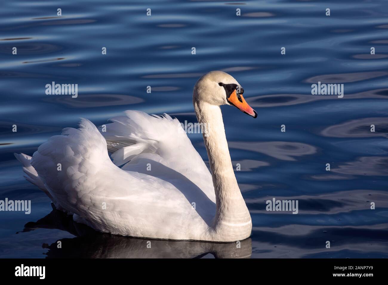 White majestic swan swim ahead in rippling water. Mute Swan the middle ...