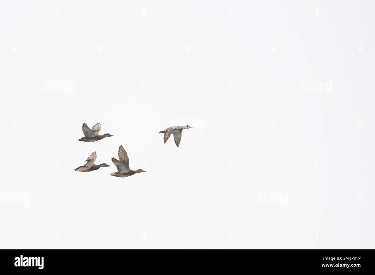 Gadwall drake male female hen flying isolated Stock Photo - Alamy