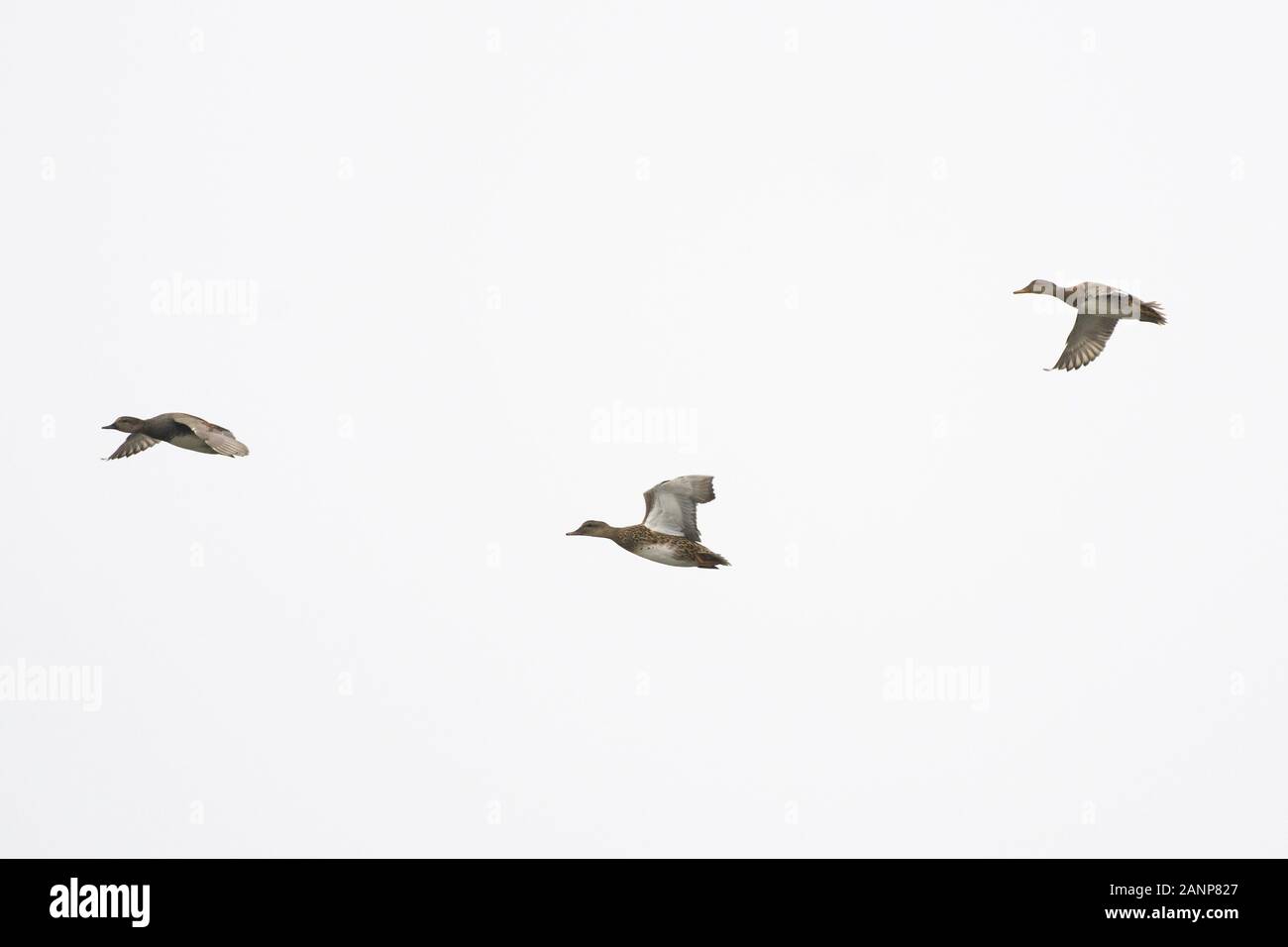 Gadwall drake male female hen flying isolated Stock Photo - Alamy