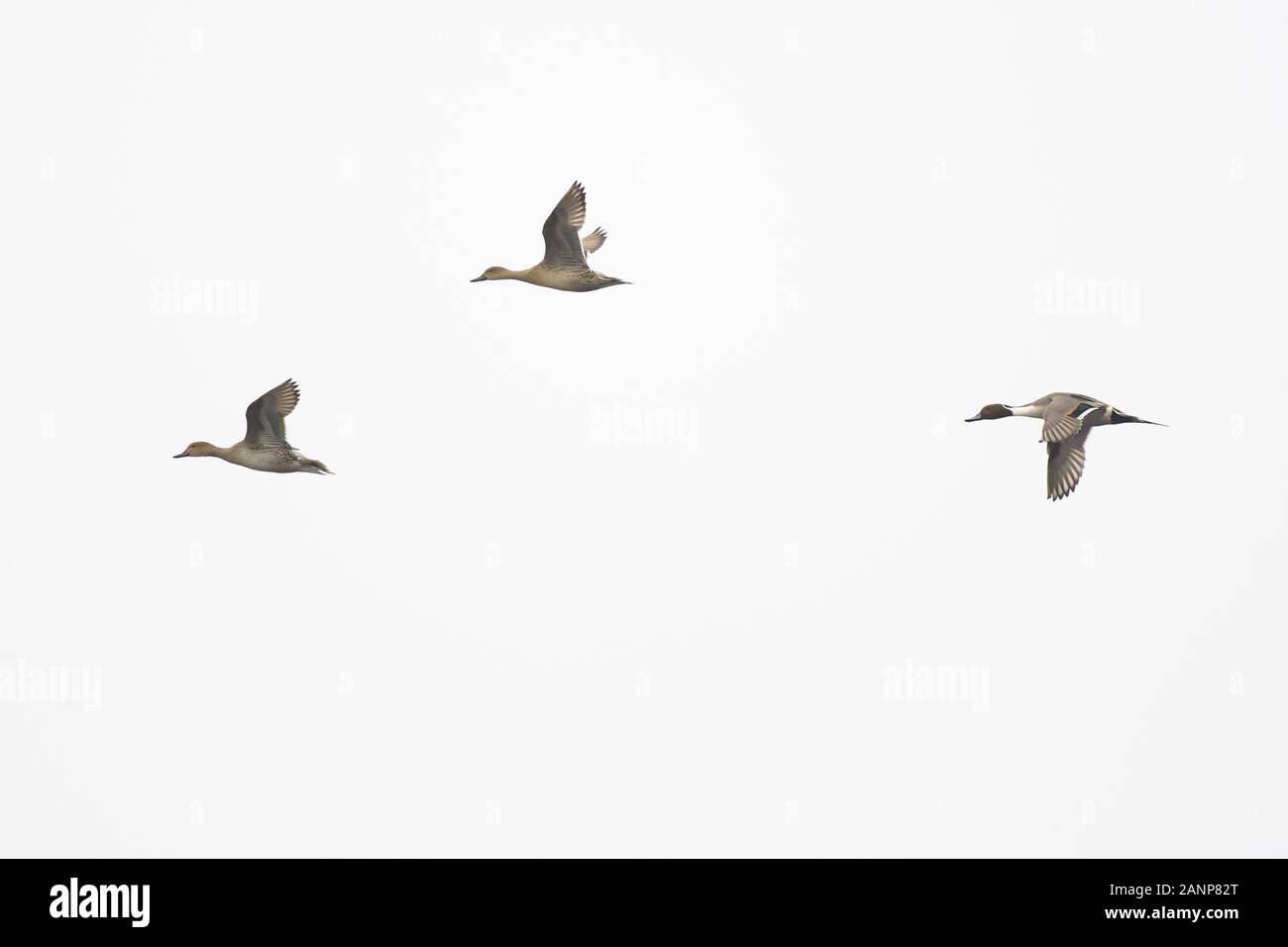 Pintail drake male female hen flock flying Stock Photo - Alamy
