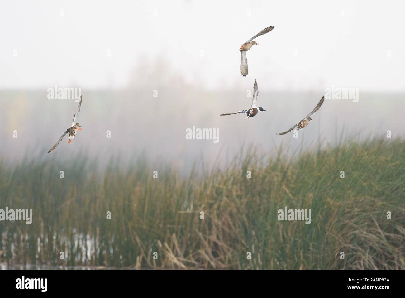 Scared duck hi-res stock photography and images - Alamy