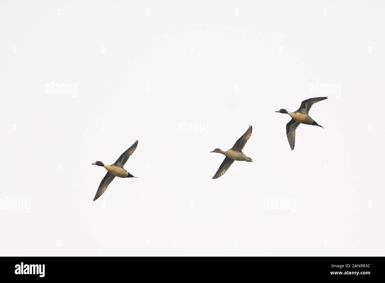 Pintail drake male female hen flock flying Stock Photo - Alamy