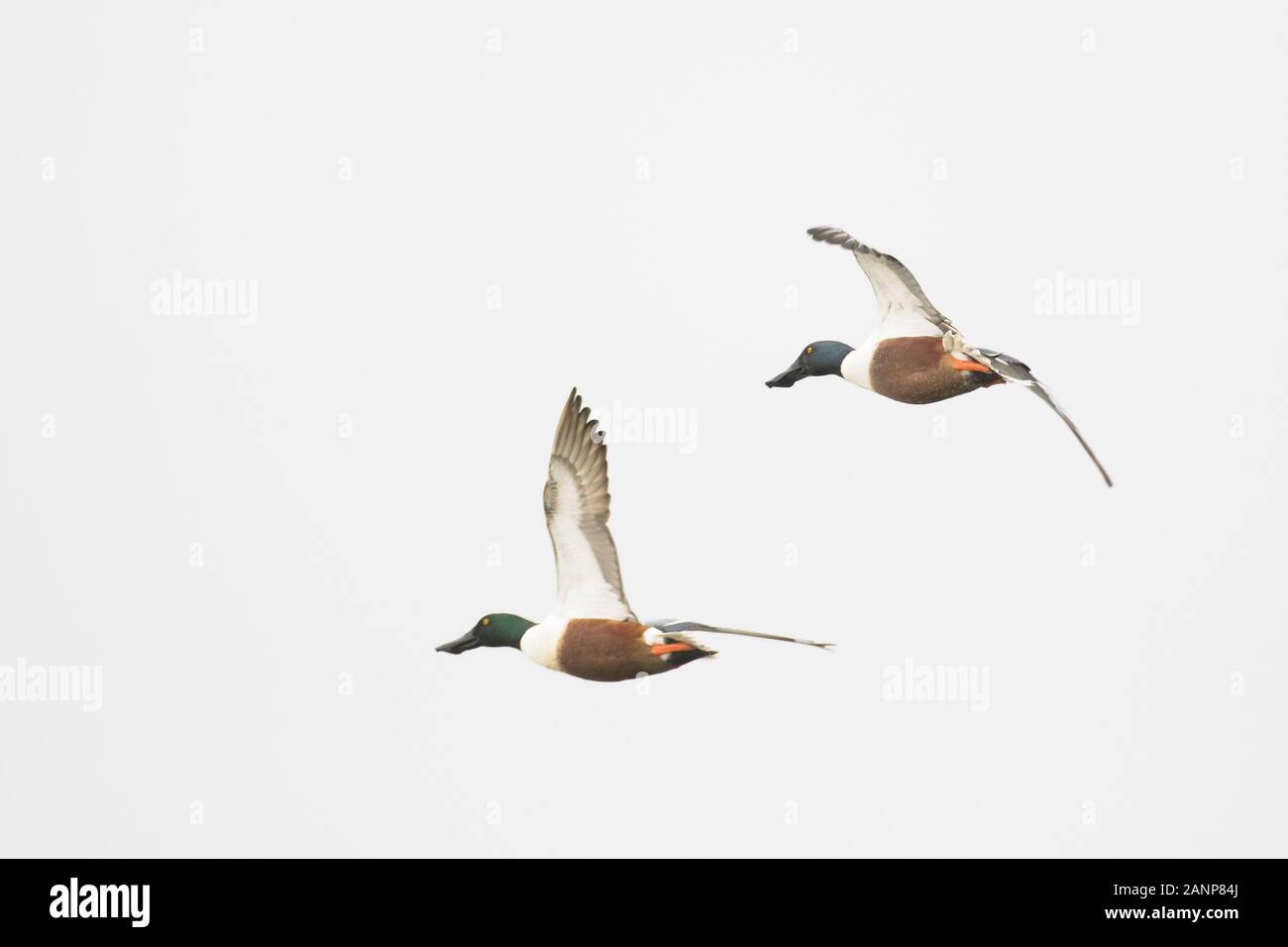 Northern shoveler duck drake hen flying isolated Stock Photo - Alamy