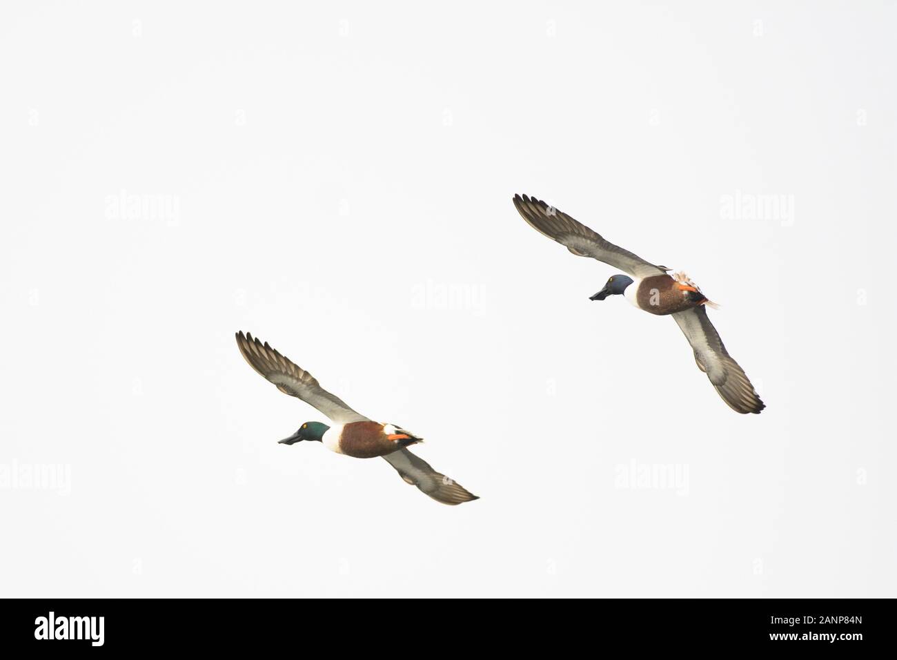 Northern shoveler duck drake hen flying isolated Stock Photo - Alamy