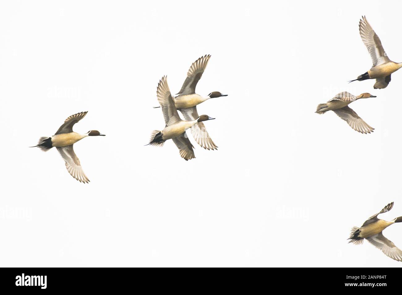 Pintail drake male female hen flock flying Stock Photo - Alamy