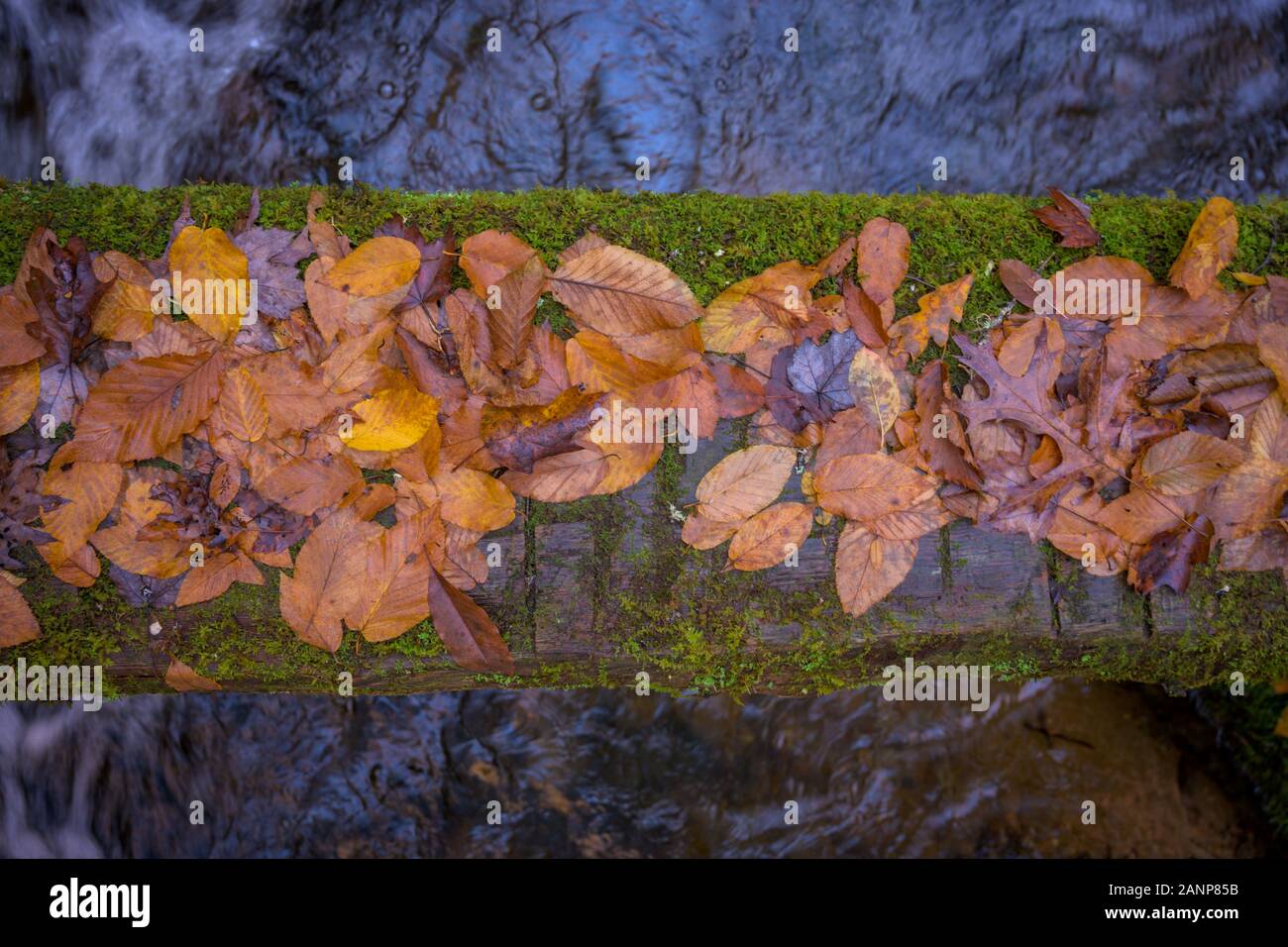 Wet Leaves on Slippery Log Bridge over creek Stock Photo - Alamy