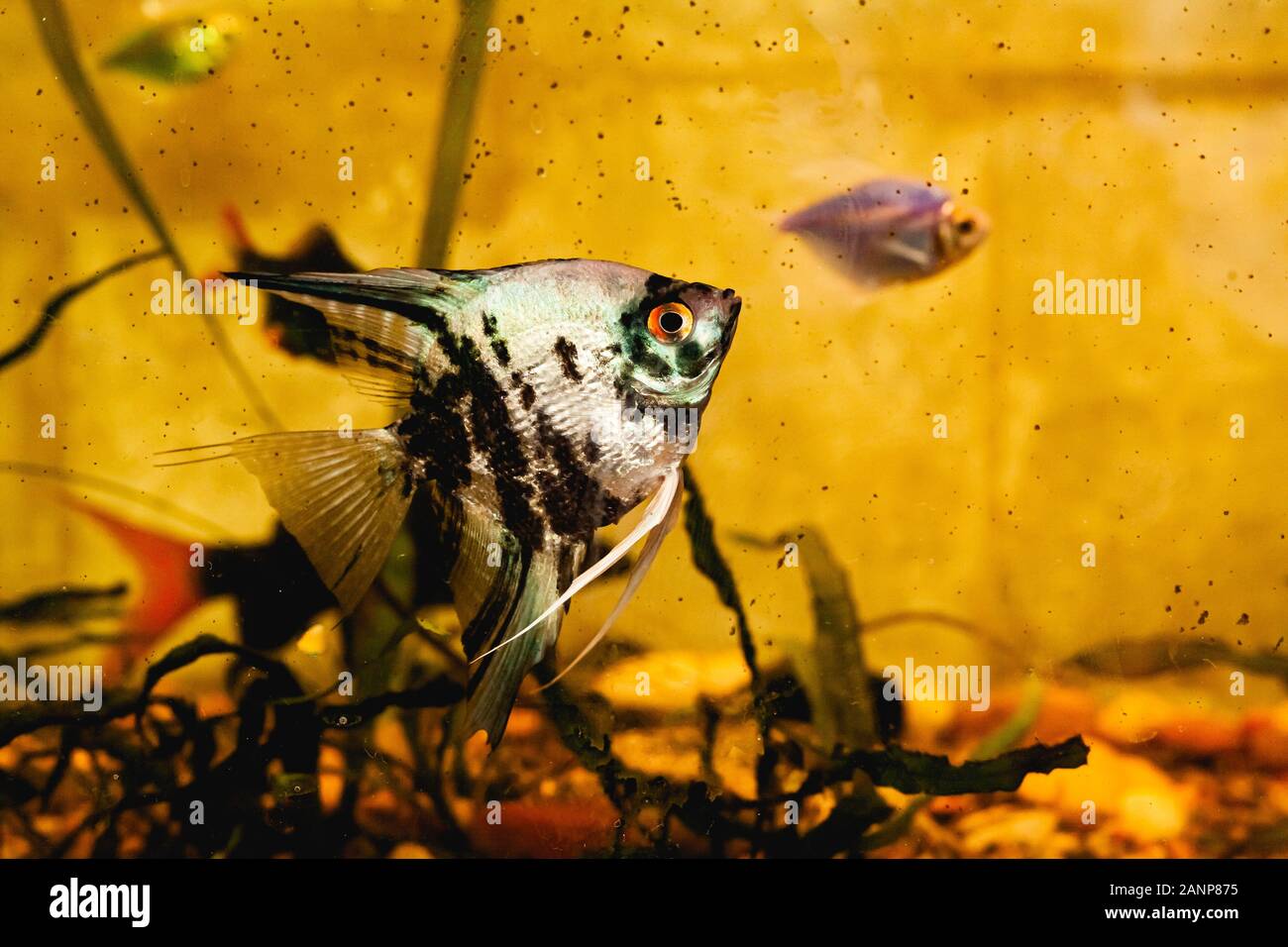 Dirty aquarium with fish, angelfish closeup. Stock photo of a dirty ...