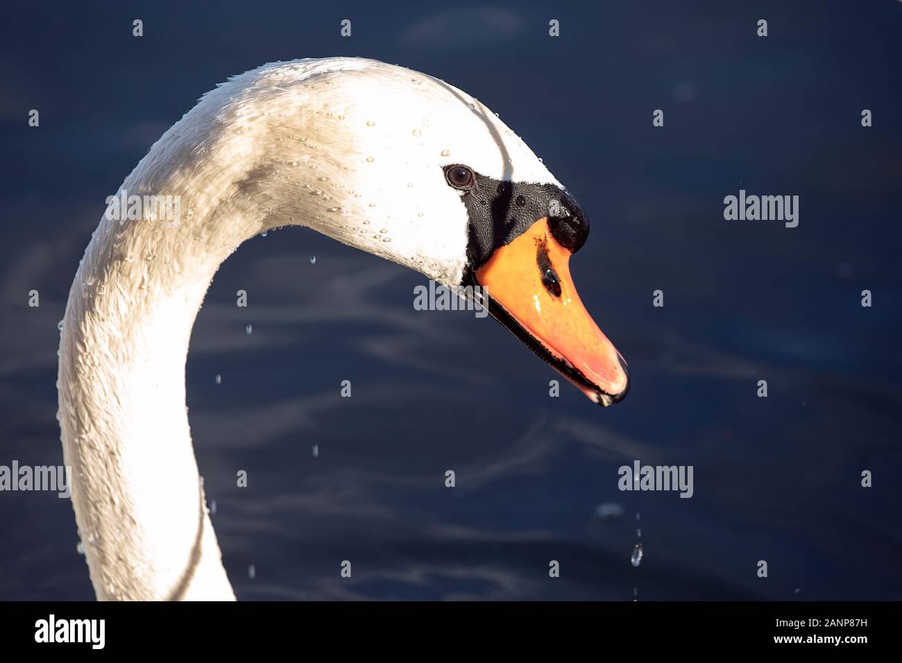 Close up of head profile of mute swan on water background. Drops of ...