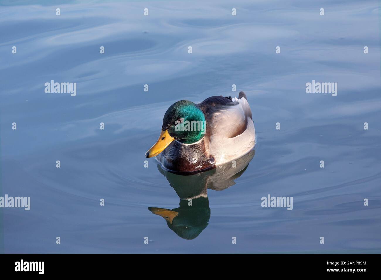 Male of Mallard Duck swim in the water. Wildlife, smooth dark ...