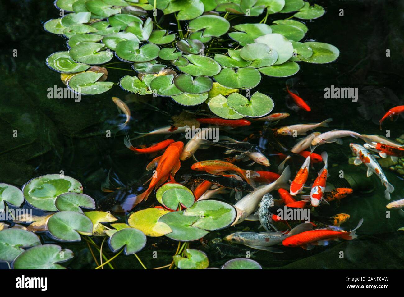 Goldfish pond and lily pads in a pond garden, New Jersey, USA, US, NJ ...