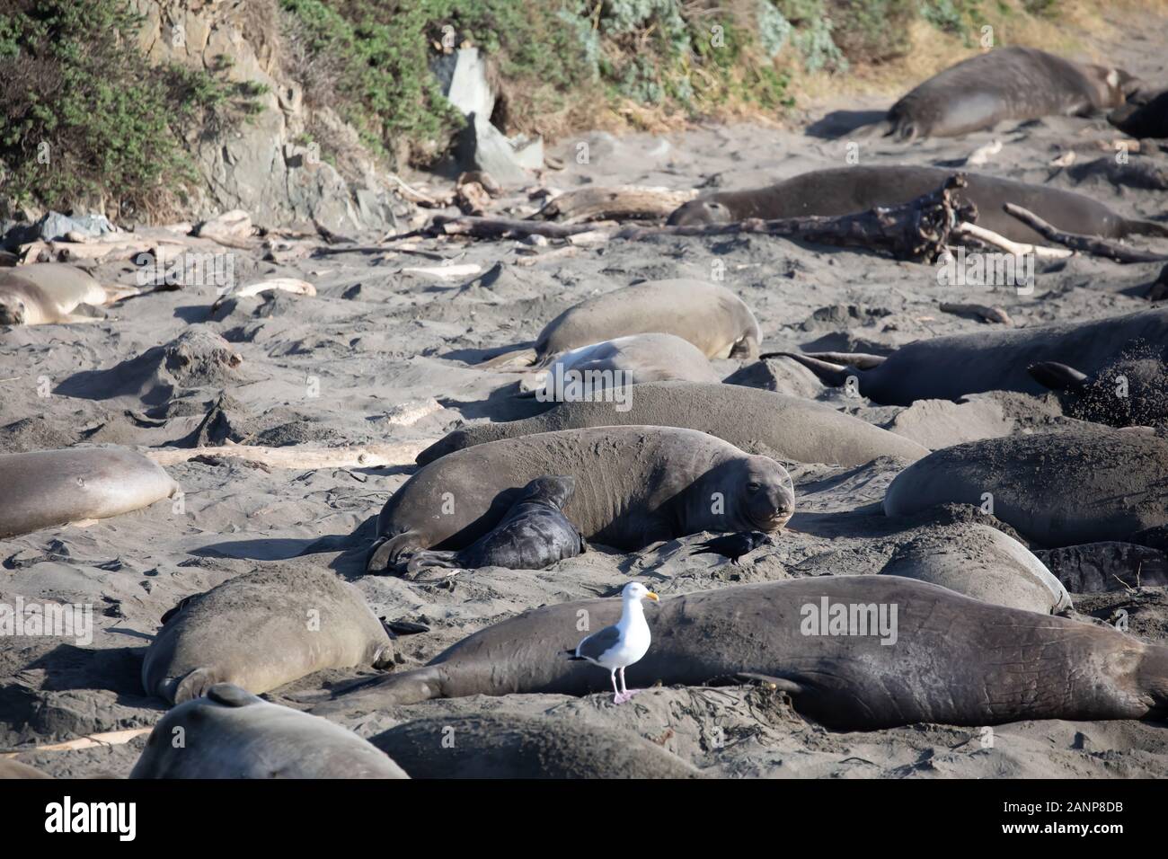 Elephant Seal colony on the beach during Pupping Season at San Simeon ...