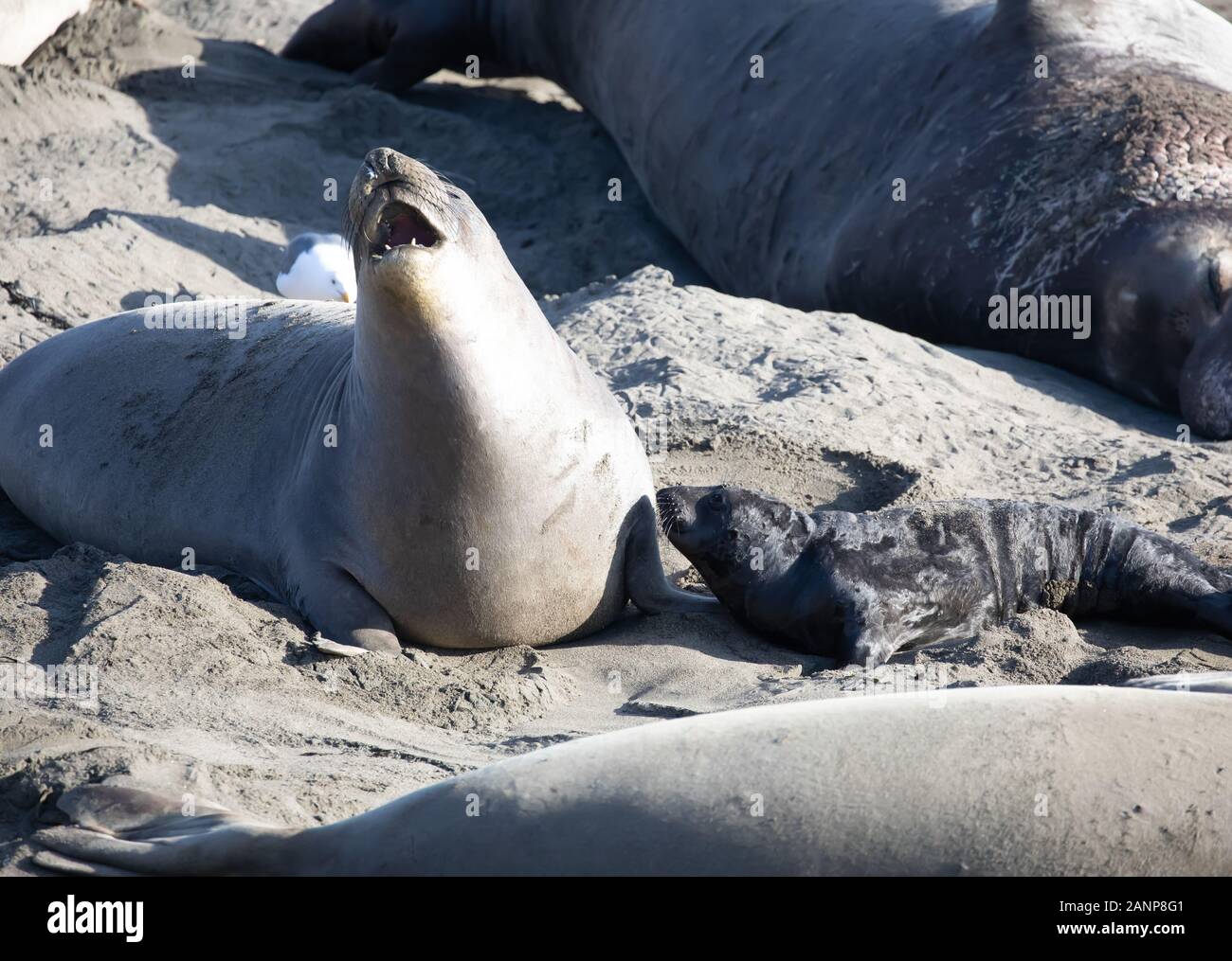 Elephant Seal colony on the beach during Pupping Season at San Simeon ...