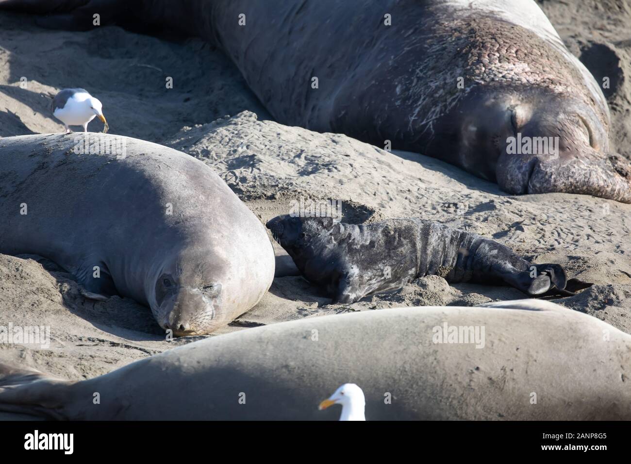 Elephant Seal colony on the beach during Pupping Season at San Simeon ...