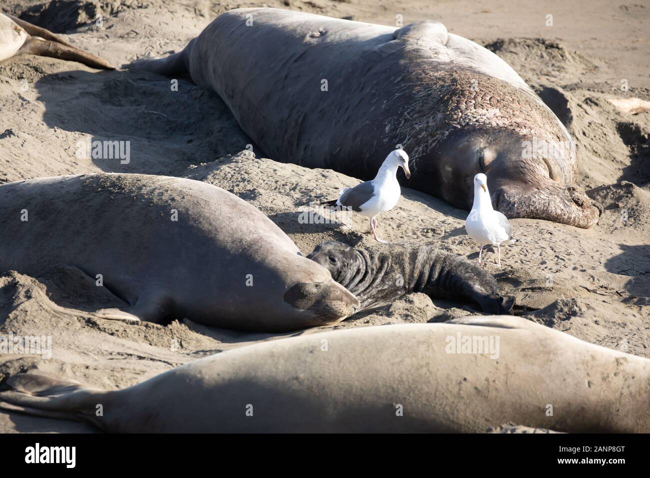 Elephant Seal colony on the beach during Pupping Season at San Simeon ...