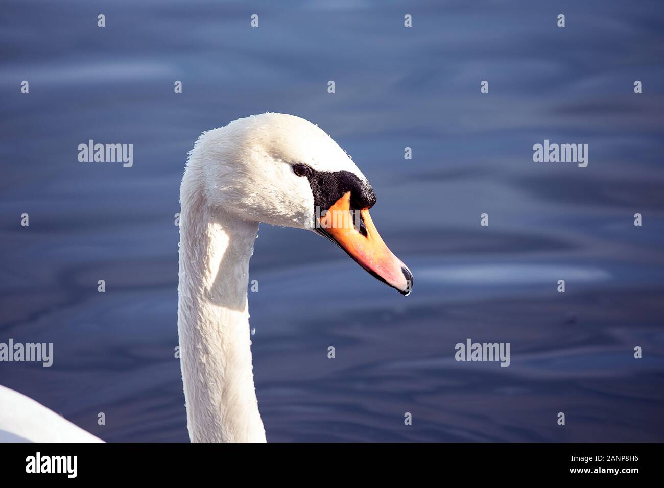 Detail of swan head. White bird in blue water close up. Droplets of ...