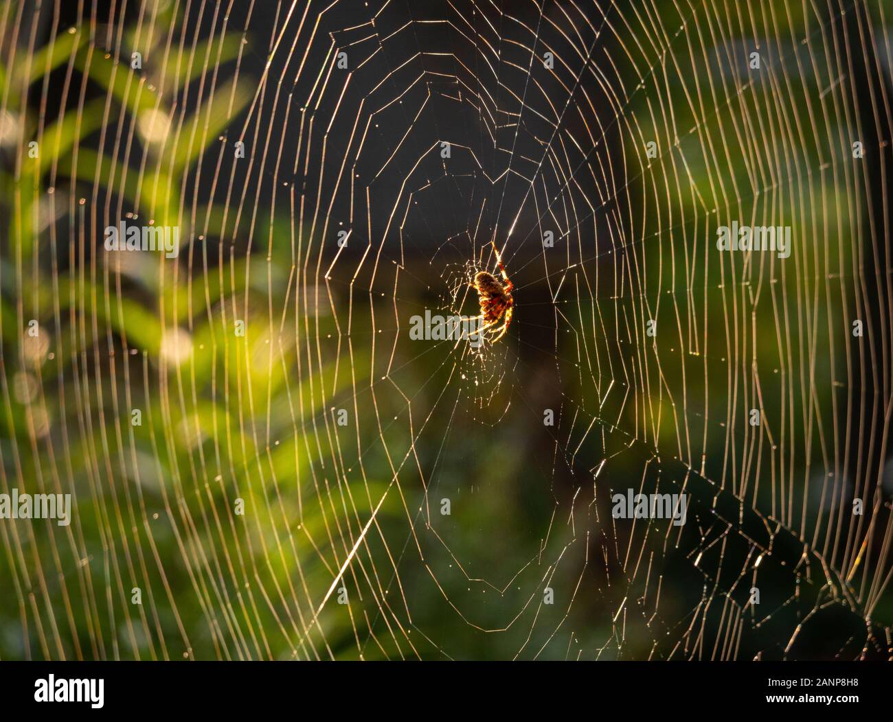 spider web in garden Brooklyn NYC Stock Photo - Alamy