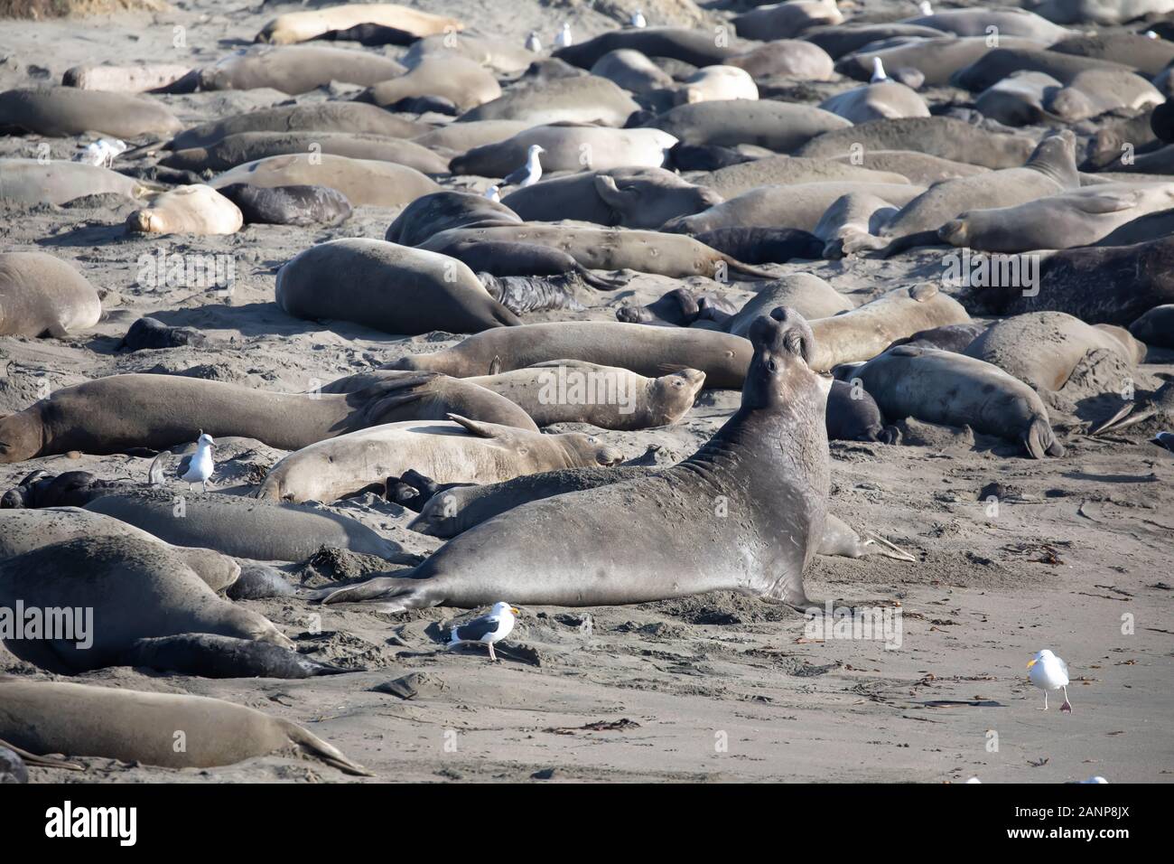 Elephant Seal colony on the beach during Pupping Season at San Simeon ...