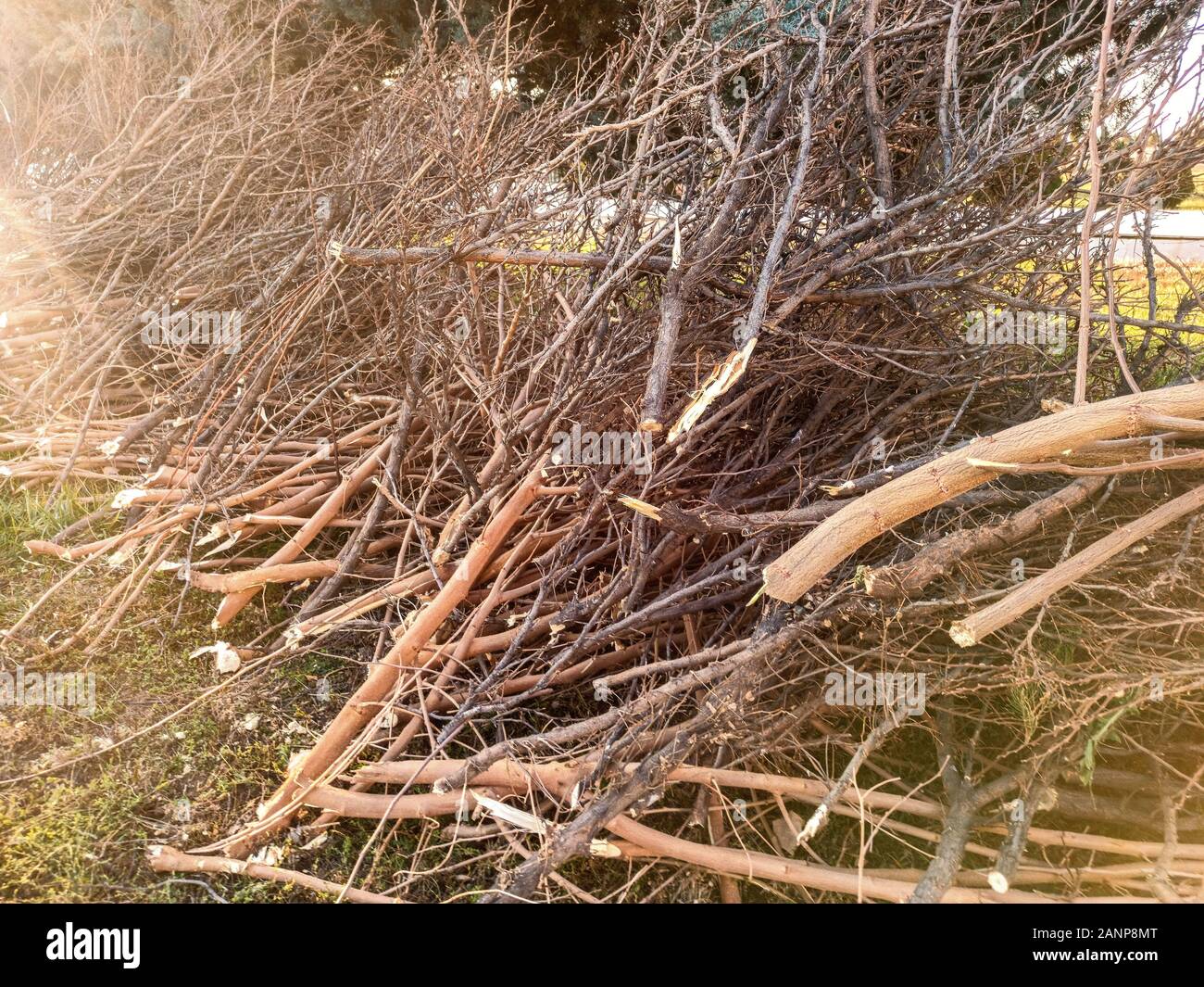 Forest man cutting off branches hi-res stock photography and images - Alamy