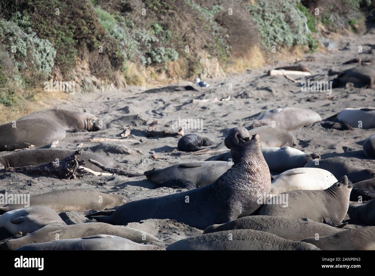 Elephant Seal colony on the beach during Pupping Season at San Simeon ...