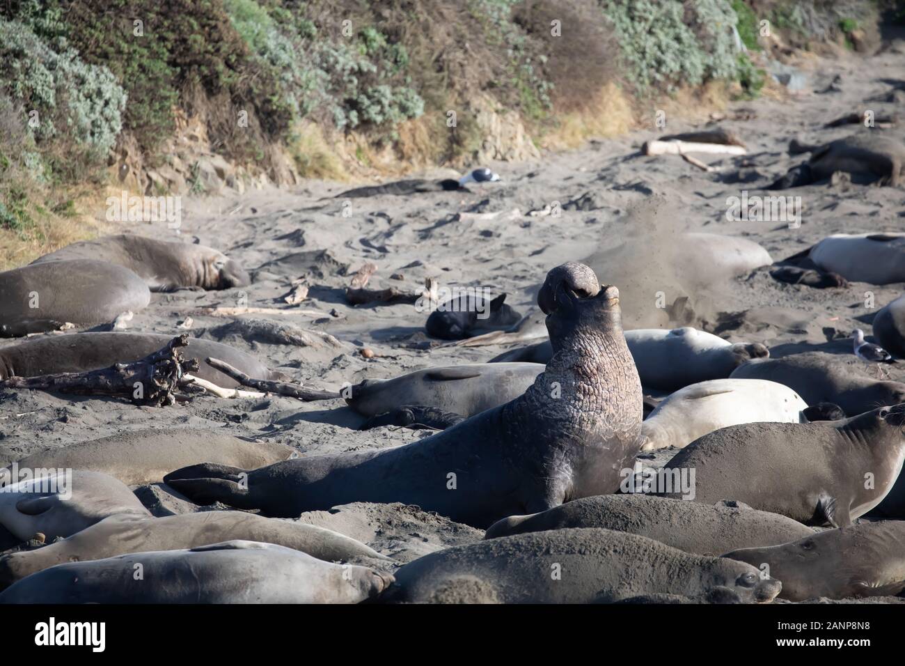 Elephant Seal colony on the beach during Pupping Season at San Simeon ...