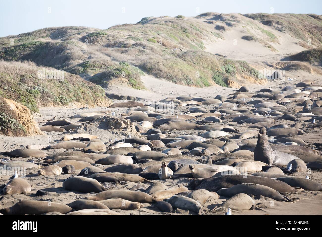 Elephant Seal colony on the beach during Pupping Season at San Simeon ...