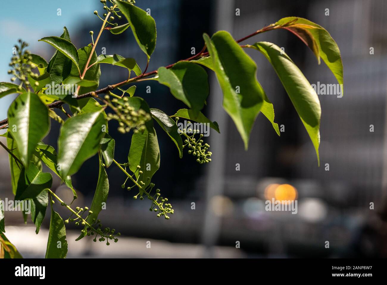 New york city wild hi-res stock photography and images - Alamy