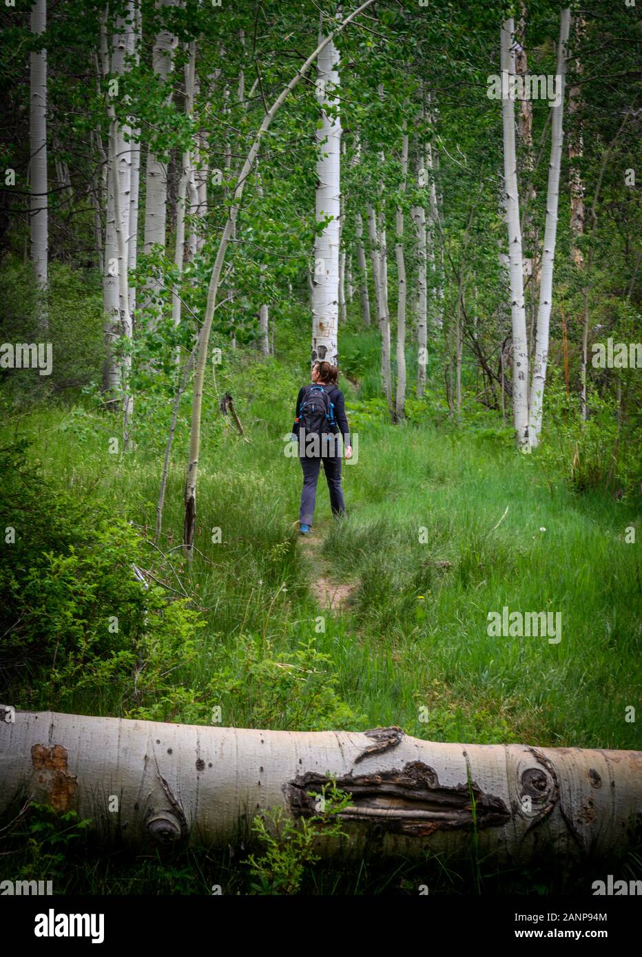 Woman Hikes in Aspen Tree Forest in Colorado mountains Stock Photo - Alamy